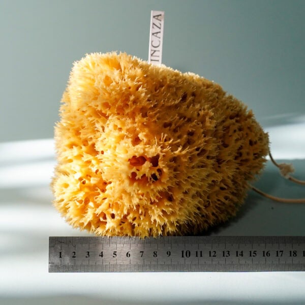 Extra Large Natural Sea Sponge (XL 16-18cm) • Vincaza